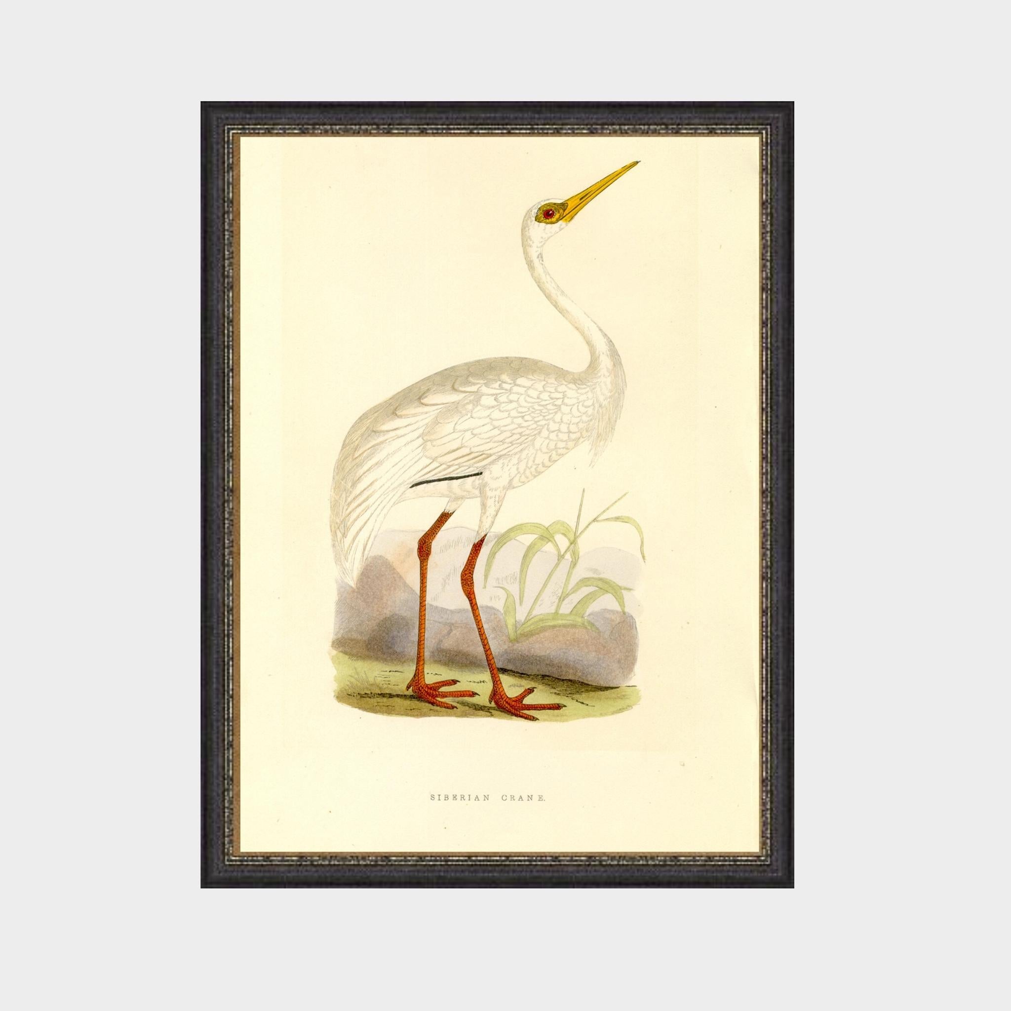 Large Water Birds by Charles Robert Bree (1811 - 1886) – Lucy Orr Interiors